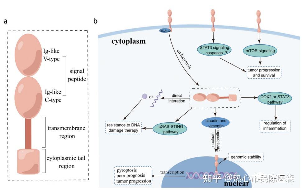 你PD-L1的肿瘤免疫本子又没中？！看完这篇Adv.Sci综述再说吧！ - 知乎