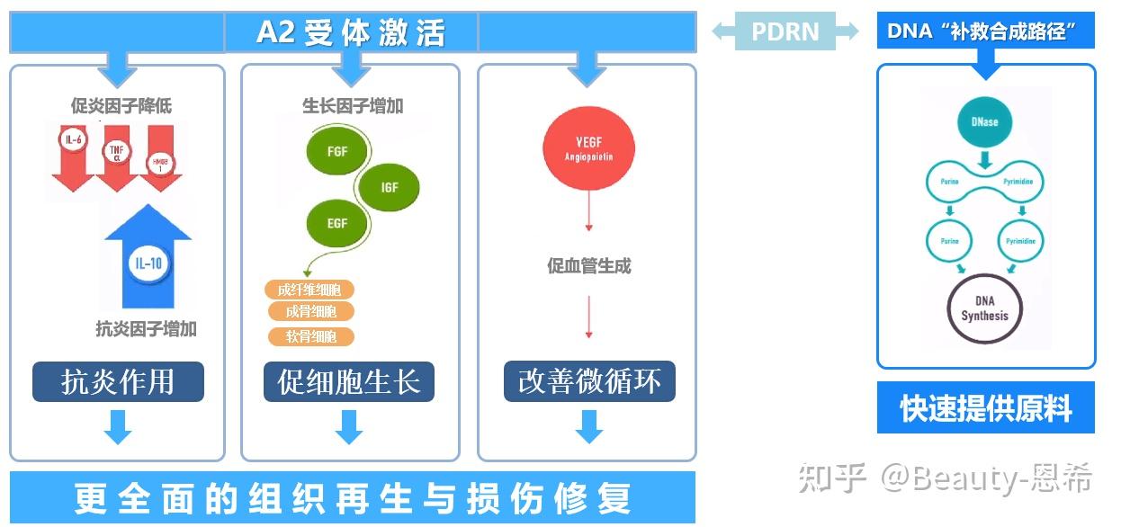 什么是PDRN？ - 知乎