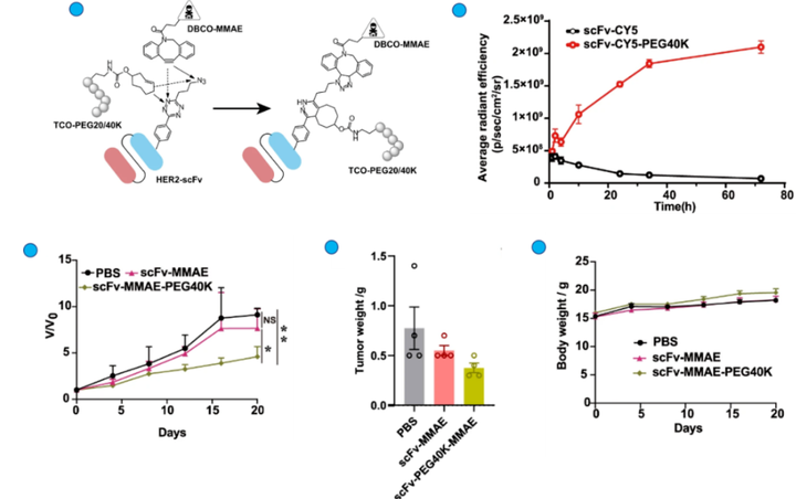 DMPC-PEG- DNR 磷脂-聚乙二醇-柔红霉素 - 知乎