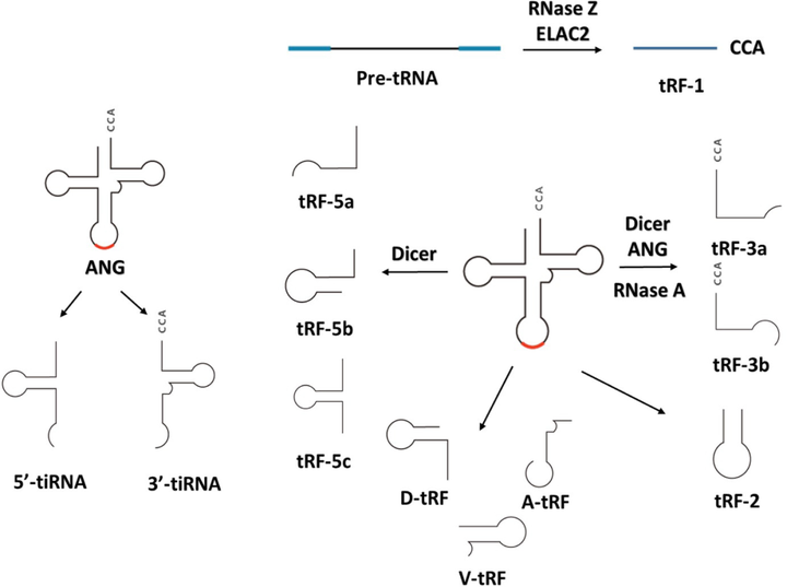 tRNA片段与肿瘤的相关性 - 知乎