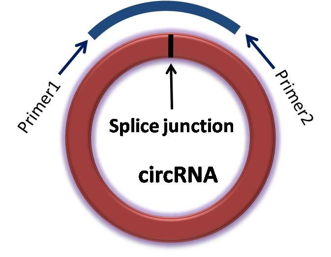 CircRNA引物设计 - 知乎