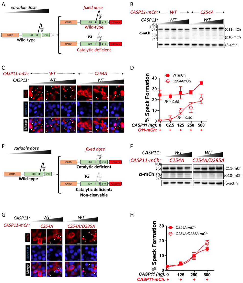 eLife丨小鼠Caspase-11的催化活性和自处理作用介导了胞浆内LPS的非经典炎症小体组装 - 知乎
