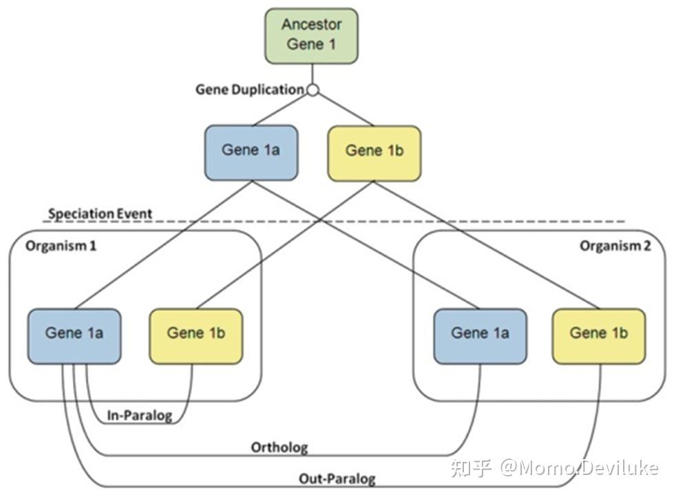 生物偏门知识整理——后重复旁系同源(in-paralogy)与前重复旁系同源(out-paralogy) - 知乎