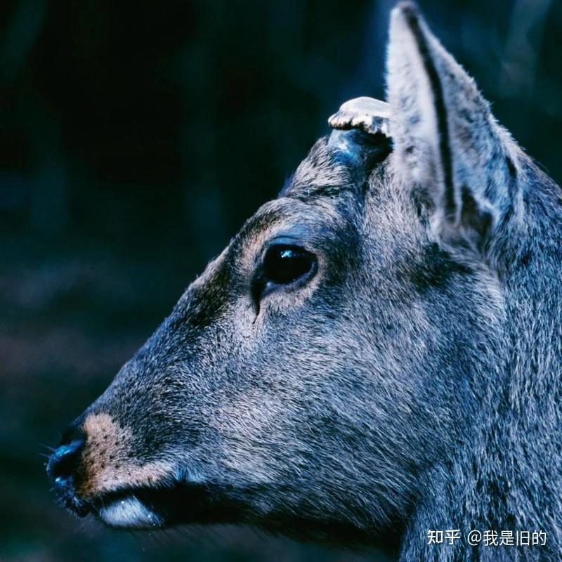 数学摇滚有哪些顶尖乐队？ - 知乎