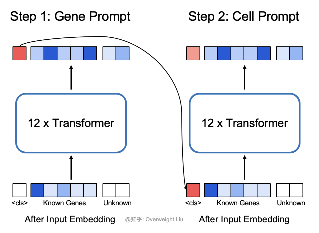(六) scGPT｜独特的 Tokenization 体系和生成式预训练策略下的单细胞基座模型 - 知乎