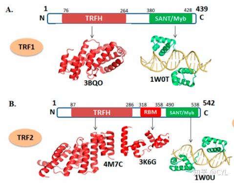 【文献翻译】端粒维持核蛋白Cst/Shelterin复合体的结构特征及其与疾病突变的关系 - 知乎