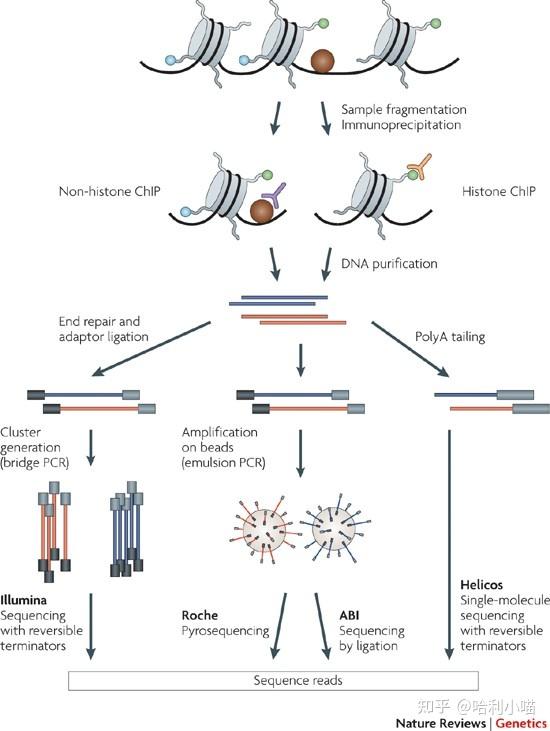 什么是「ATAC-seq 技术」？现在用于哪些生物学研究？ - 知乎
