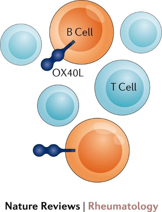 OX40-OX40L信号通路 - 知乎