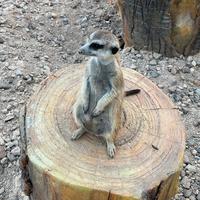 LabVIEW如何实现高性能串口助手-MSComm - 知乎