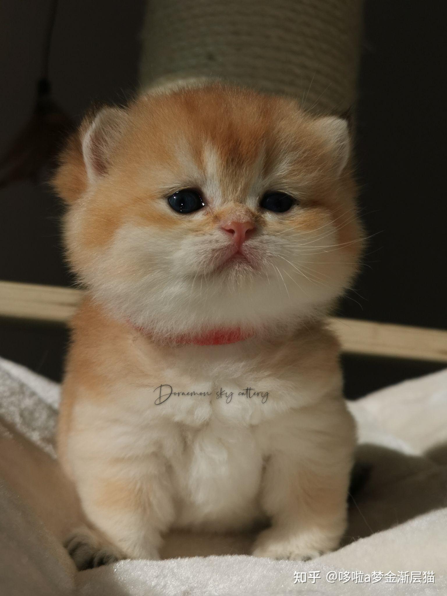 新手如何鉴别金渐层色号NY25、NY11、NY12的区别? - 知乎