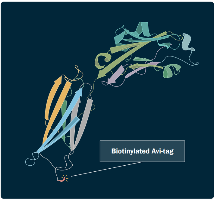 生物分子相互作用实验新利器：Avi-Tag 标签技术 - 知乎