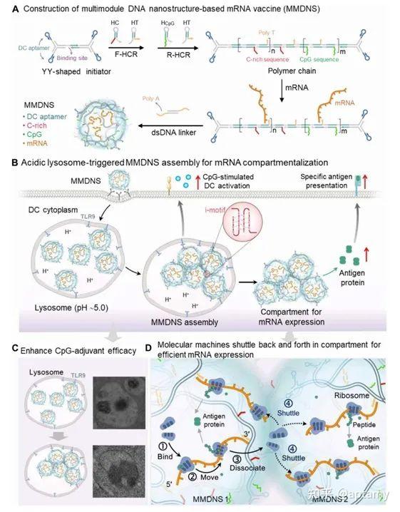 Sci Adv：搭建mRNA疫苗的专属工作间 - 知乎