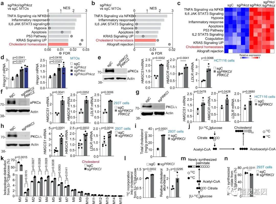 Nat Comm | 胆固醇可能是结直肠癌发展的早期驱动因素 - 知乎