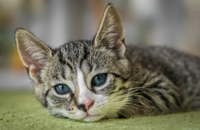 花费28800秒，我终于知道了 typeof null 为 object 的原理 - 知乎