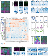 使用QuPath+Cellpose+StarDist分析蛋白入核比率 - 知乎