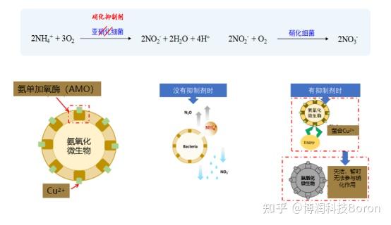 博润科技|告别高耗低效，硝化抑制剂助力氮肥利用率提升！ - 知乎