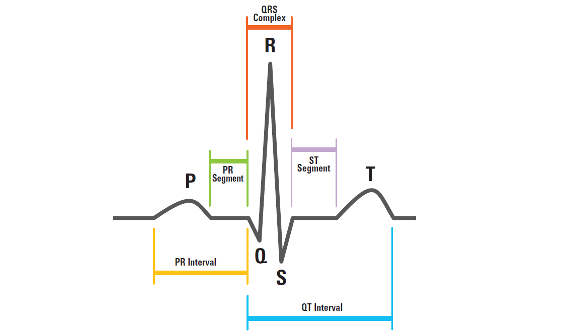 如何生成复杂的心电图(ECG)波形? - 知乎