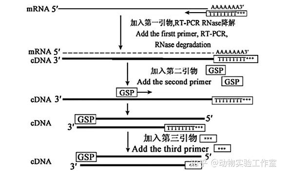 干货分享 | RACE，跑步？no，是cDNA末端快速扩增技术！ - 知乎
