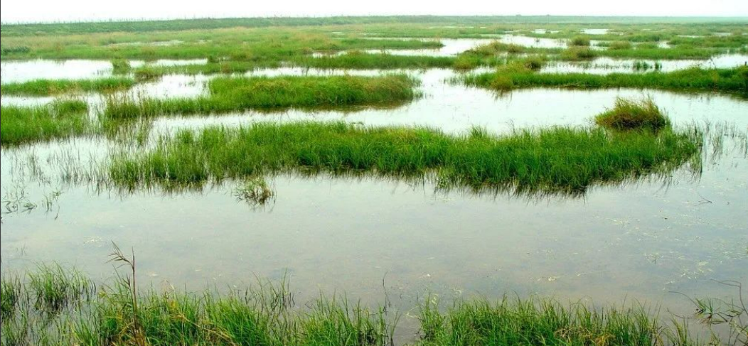 【教程】Biome-BGC生态系统模型原理与应用 - 知乎