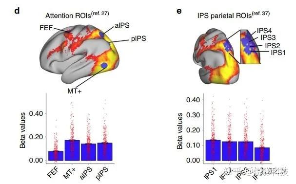 Nature communications：VWFA，一个集语言与注意于一身的脑区 - 知乎