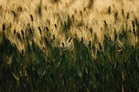 使用 Rust 的 Aya 库编写 eBPF 程序：从入门到实践教程 - 知乎