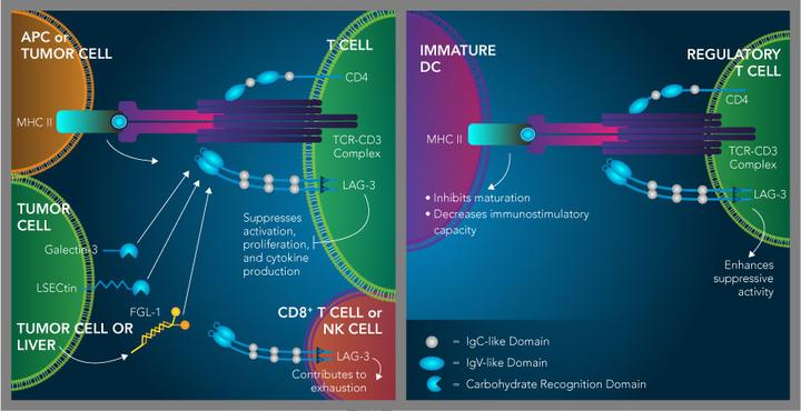 Nature：LAG-3，下一个风口？ - 知乎