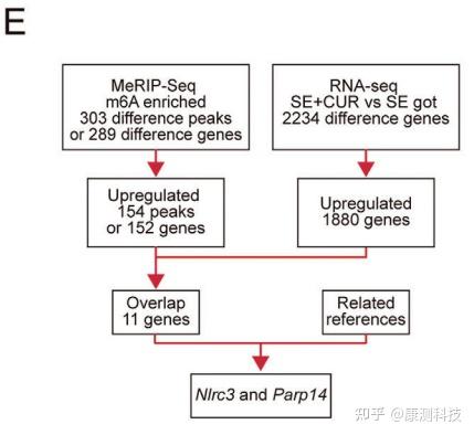 Adv. Sci.（IF 14.3）|姜黄素通过调节PTPRZ1活性和RNA m6A修饰，介导神经炎症相关的小胶质细胞反应 - 知乎