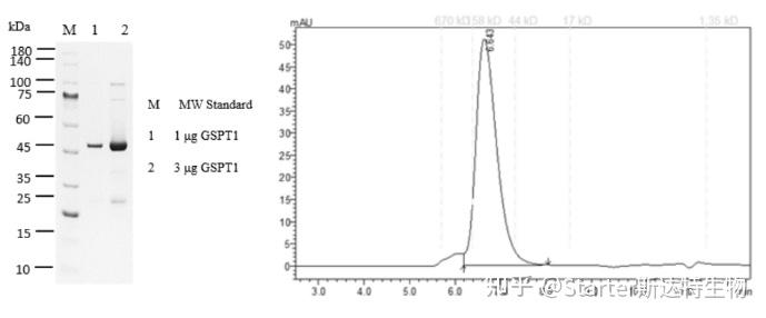 揭秘GSPT1：肿瘤治疗的黄金靶点 - 知乎