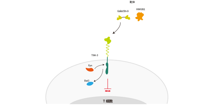 TIM-3靶点科普_机制原理&研究进展 - 知乎