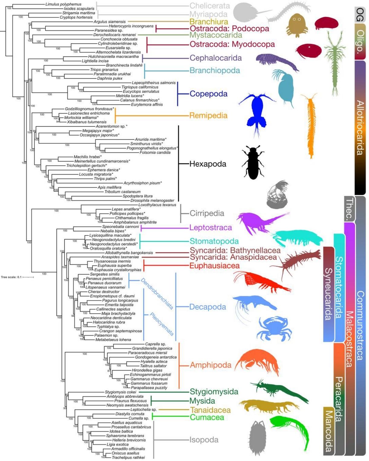 桨足纲Remipedia：遁入幽冥，海洋洞穴顶级掠食者，此生不见黎明 - 知乎