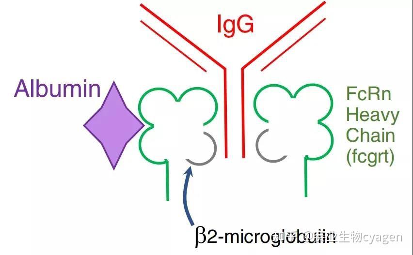 除了延长半衰期，还可作为药物靶点——FcRn - 知乎