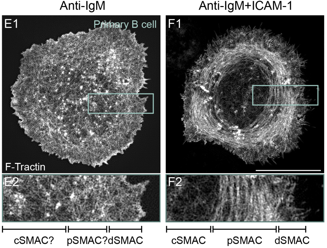 【靶点科普】ICAM-1：从免疫监视到病理过程 - 知乎