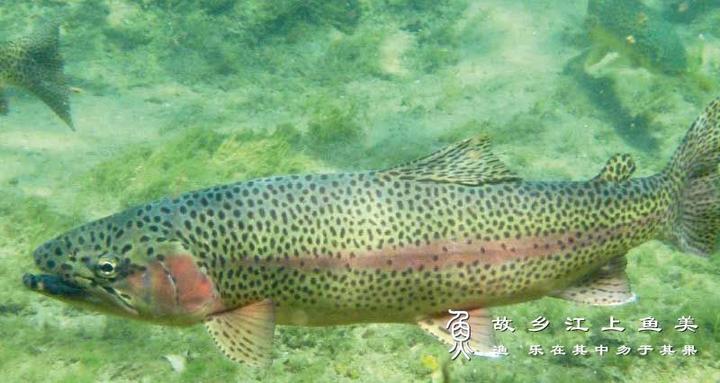 虹鳟 Oncorhynchus mykiss ' Hong Zun' - 知乎