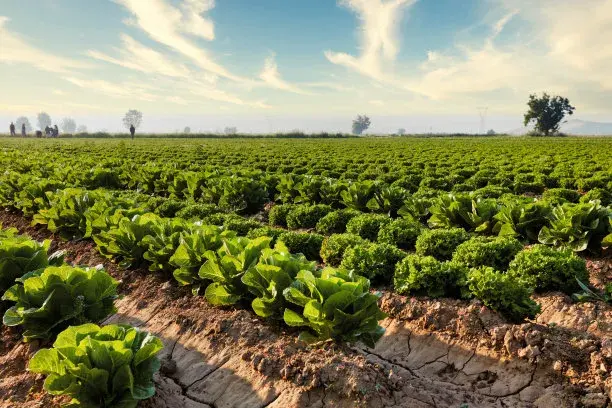 SCI核心期刊发表：TURKISH JOURNAL OF AGRICULTURE AND FORESTRY - 知乎