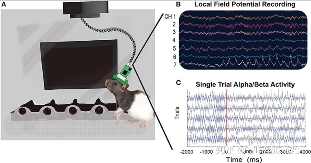 Intan RHD SPI接口电缆两种低成本固定探头设计优化后可捕捉行为异常大鼠的单点或局部场电位活动 - 知乎