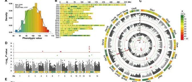 DNA 12. SCI 文章绘图之全基因组关联分析可视化(GWAS) - 知乎