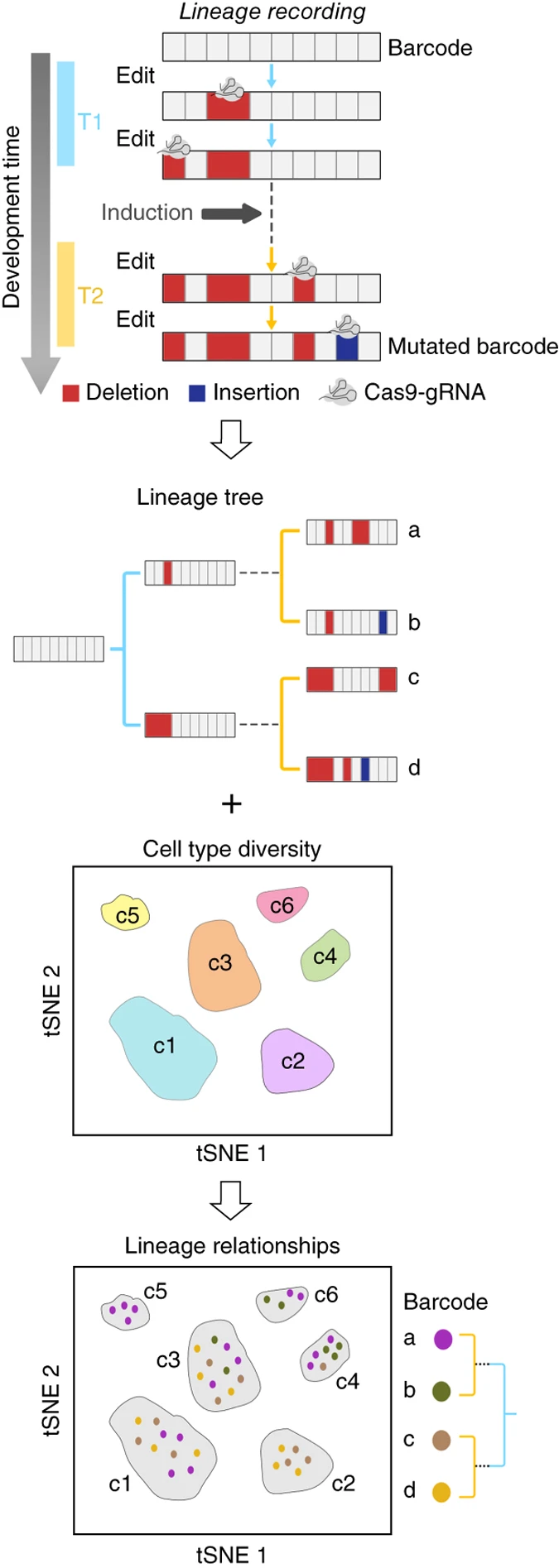 Simultaneous single-cell profiling of lineages and cell types in the ...