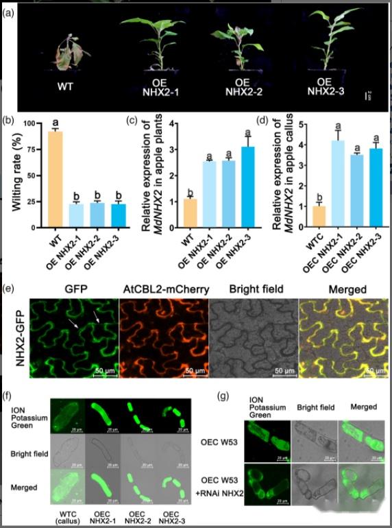 【Plant Biotech J】褪黑激素通过维持K+稳态从而增强苹果对KCl的耐受性 - 知乎