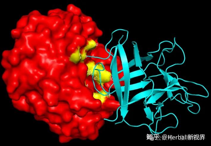蛋白分子对接—ClusPro预测及PyMol可视化呈现 - 知乎
