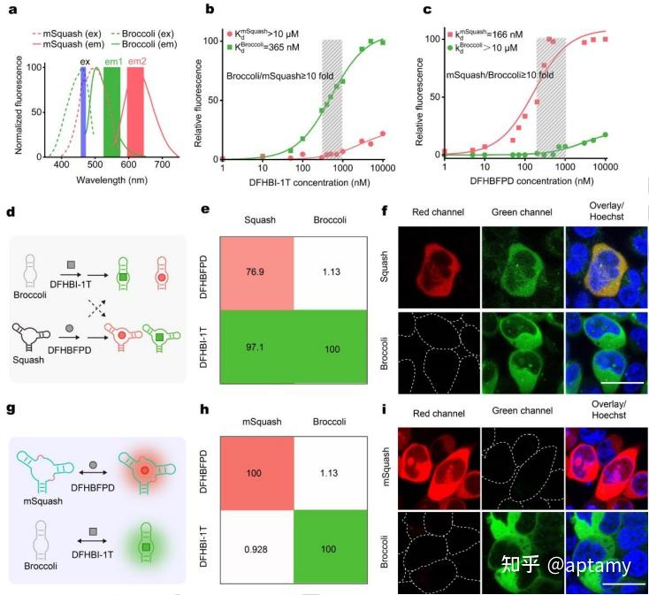 聂舟 Angew：用于活细胞中RNA光活性双色成像的正交荧光RNA - 知乎