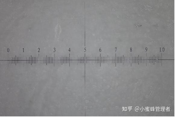 CCD相机与Digimizer软件在蜜蜂形态特征拍照和测定中的应用 - 知乎
