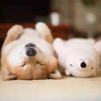 如何让LLM学会自我纠正：Training Language Models to Self-Correct via Reinforcement ...