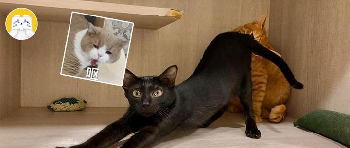 有了猫才知道:猫也会放屁,那味道 知乎