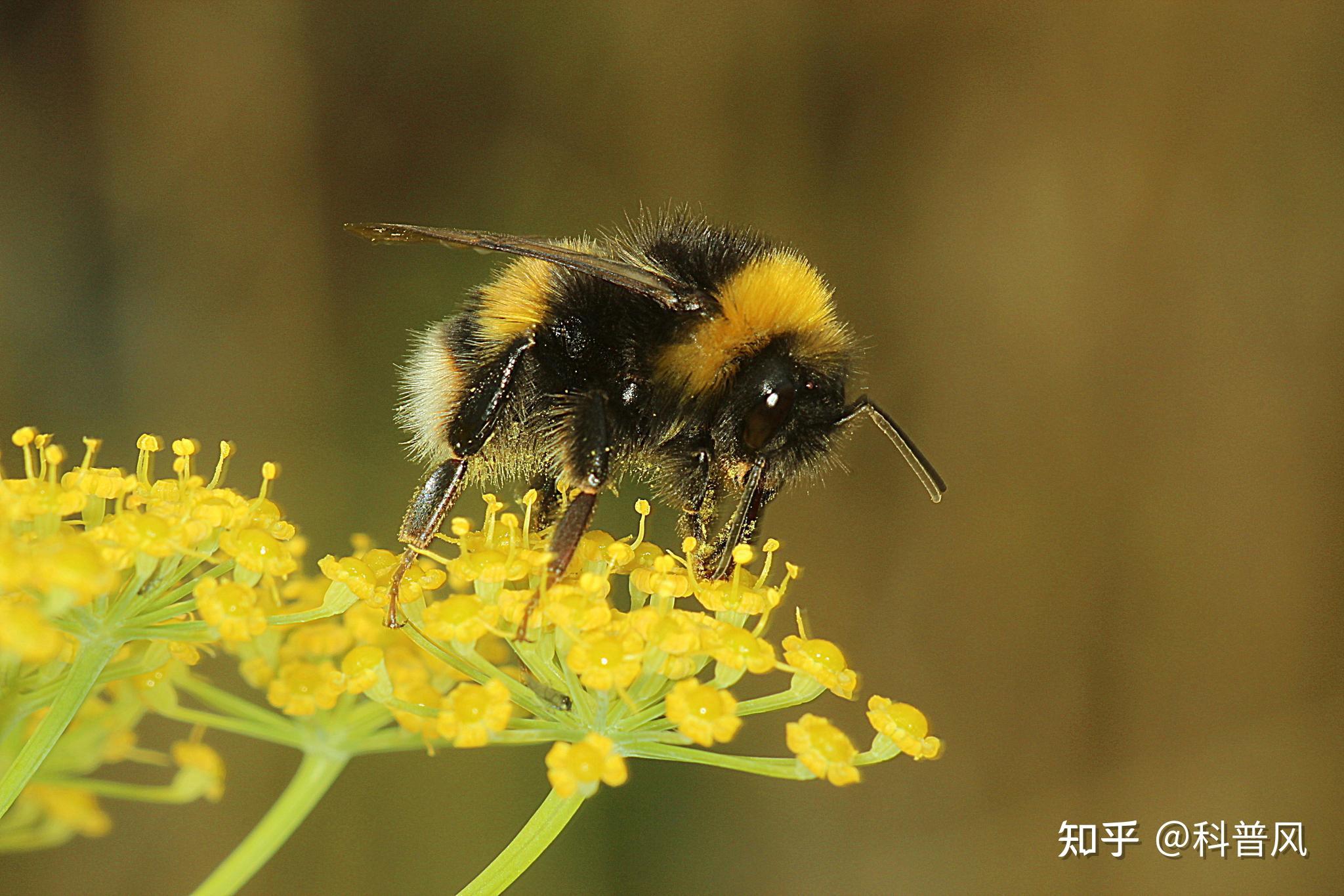 甜蜜毛球——熊蜂 - 知乎