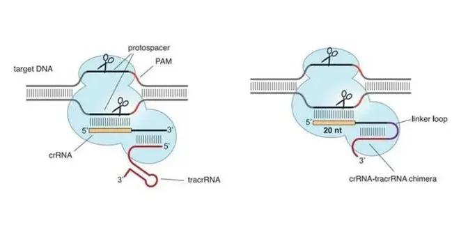 分享丨CRISPR-Cas9操作指南（一） - 知乎