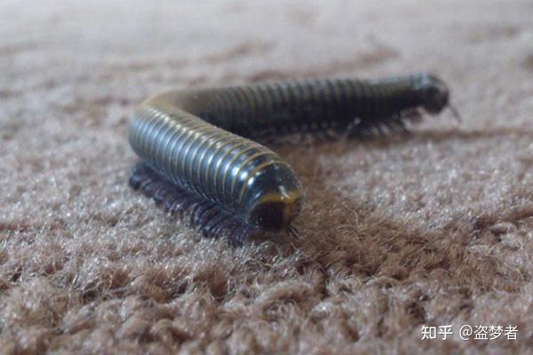 如何有效预防和消灭家中出现的千足虫？ - 知乎