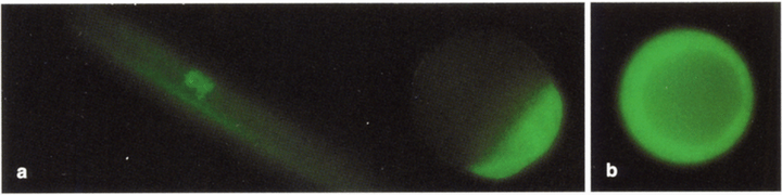 PBFI AM；K+离子探针 - 知乎