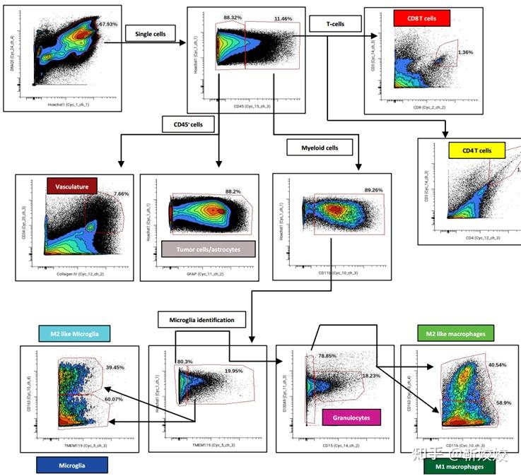Sci Adv | 3D肿瘤外植体培养物PhenoCycler 55个超多蛋白靶标空间分析深度解析 - 知乎