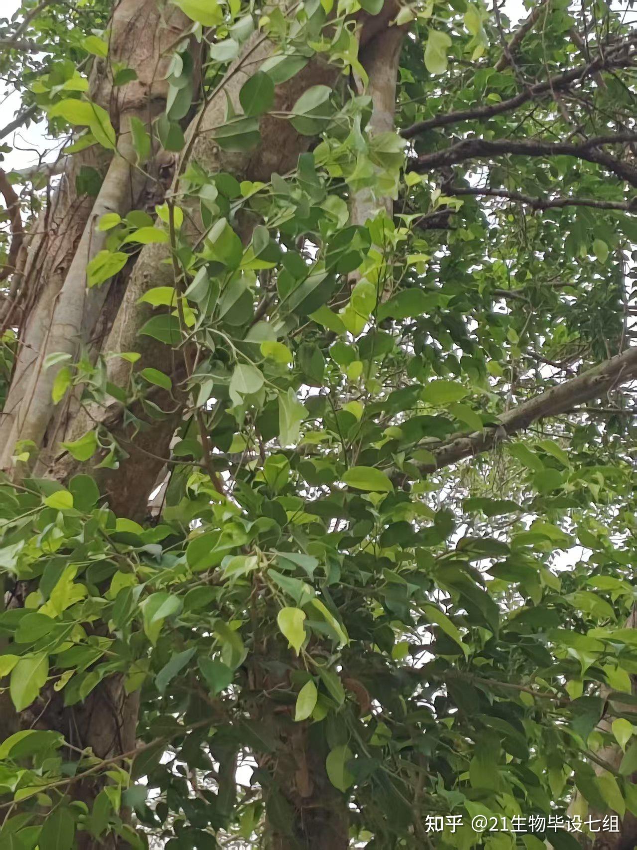 榕树（Ficus microcarpa L. f.） - 知乎