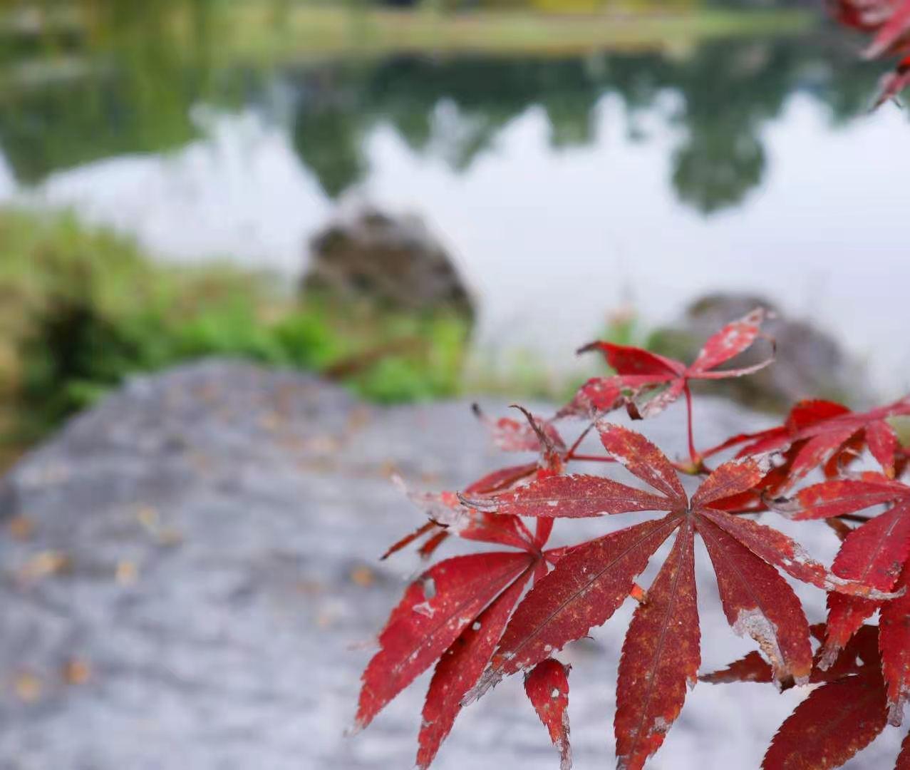 webGL glDrawArrays和glDrawElements的区别 - 知乎